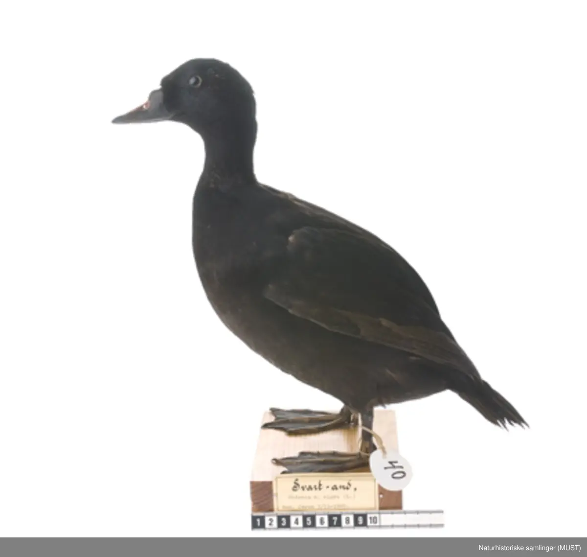 Svartand - Naturhistoriske samlinger (MUST) / DigitaltMuseum