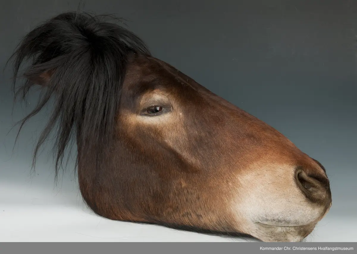 Hestehode - Kommandør Chr. Christensens Hvalfangstmuseum / DigitaltMuseum