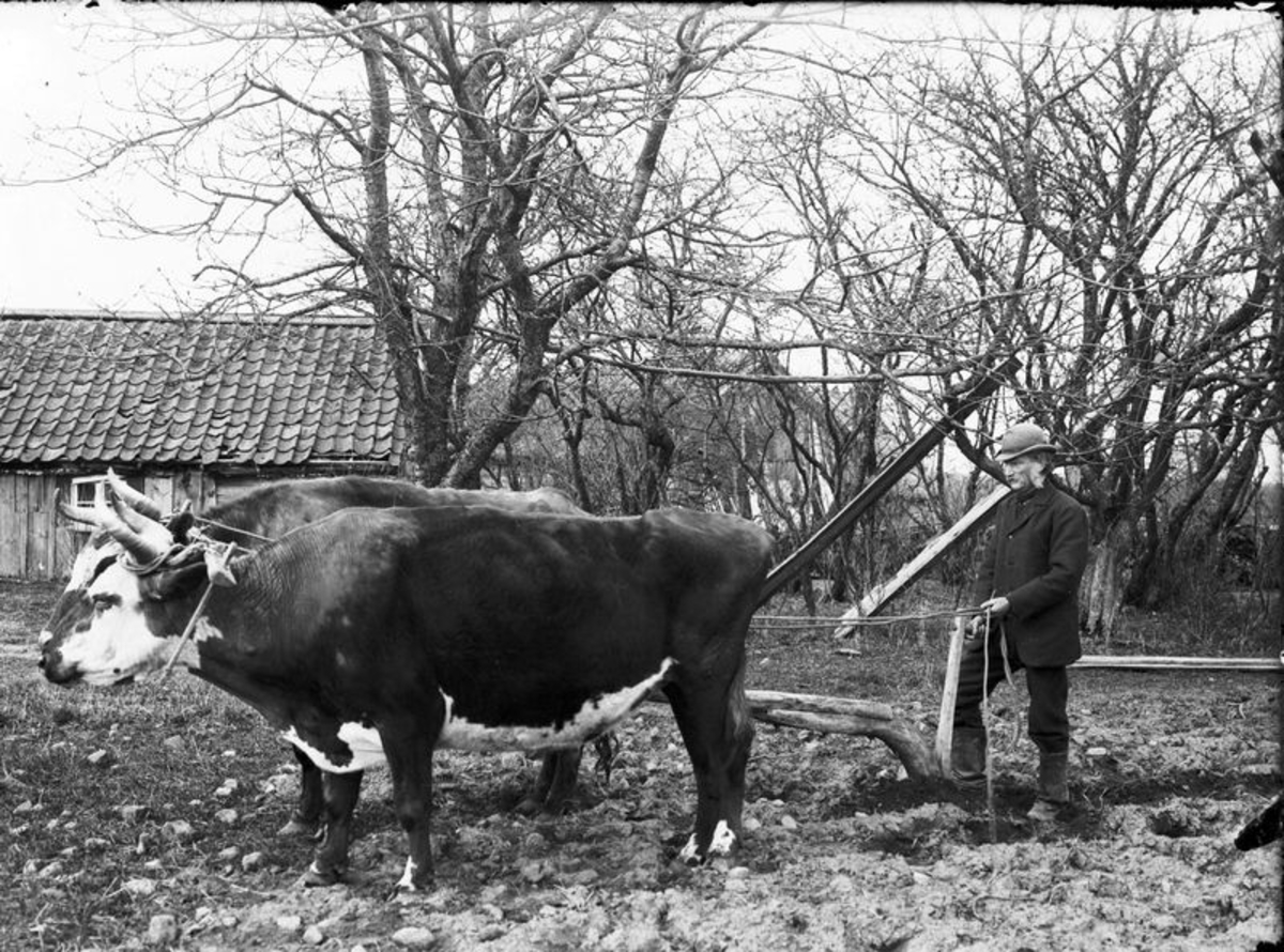 Körning med krok (plöjning) Karl Fredriksson Mellomgården Hudene ...