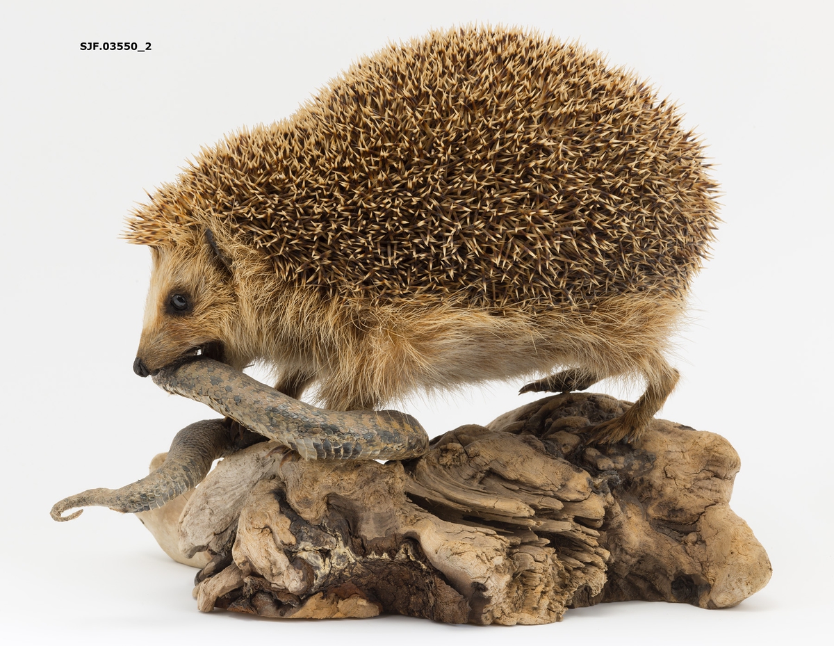 Piggsvin med huggorm i munnen - Norsk skogmuseum / DigitaltMuseum