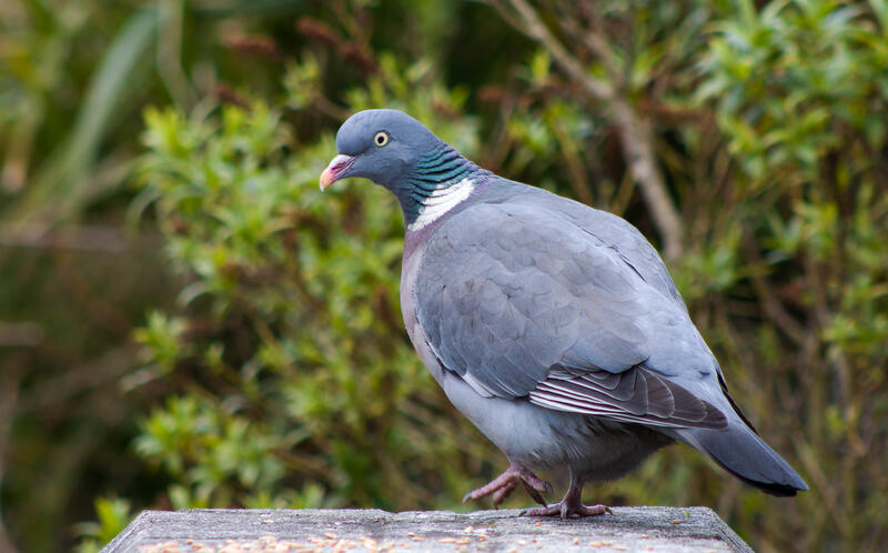 Ringdue - Besøkssenter våtmark Nordre Øyeren