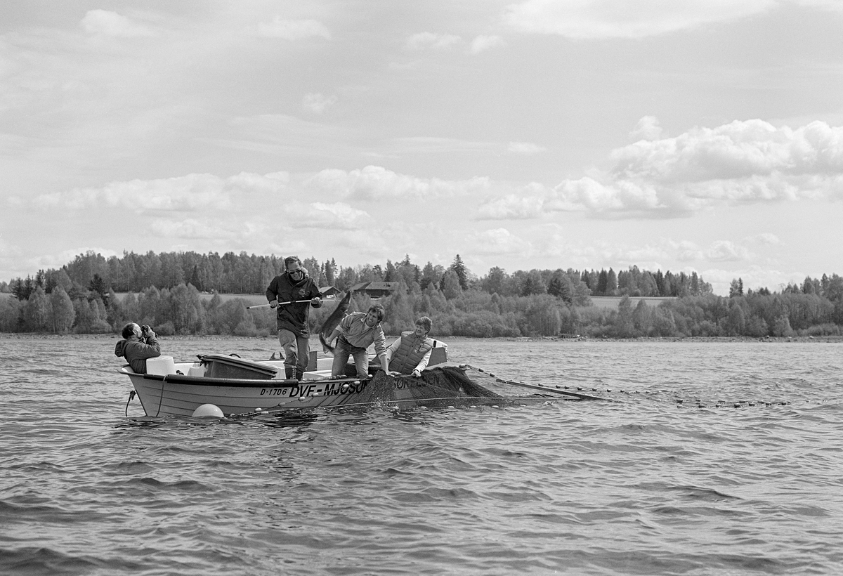Kilenotfiske på Mjøsa for bla. a. å fange fisk til akvariet på Norsk ...