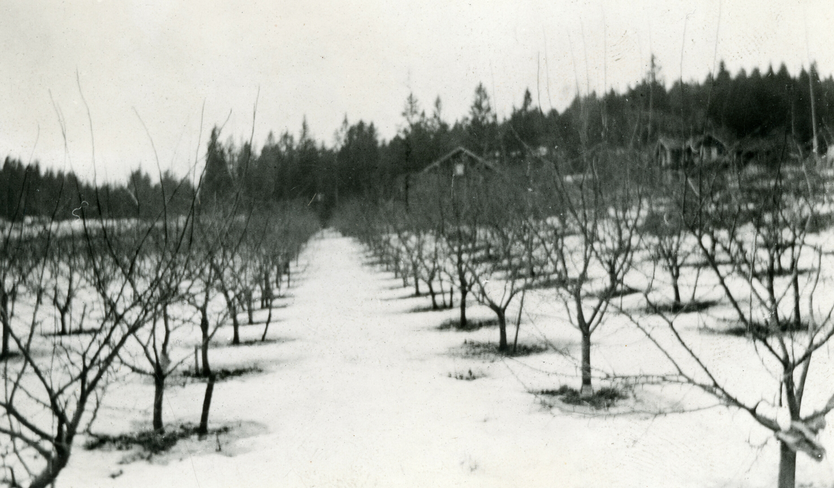 Sju år gamle frukttre hjå Halvor Holtskog, Nes - Midt-Telemark museum / DigitaltMuseum