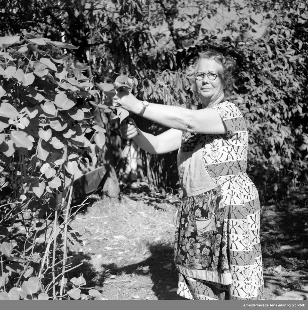Sensommerstemning på Lindøya. Fru Inga Lind og hennes mann har holdt ...