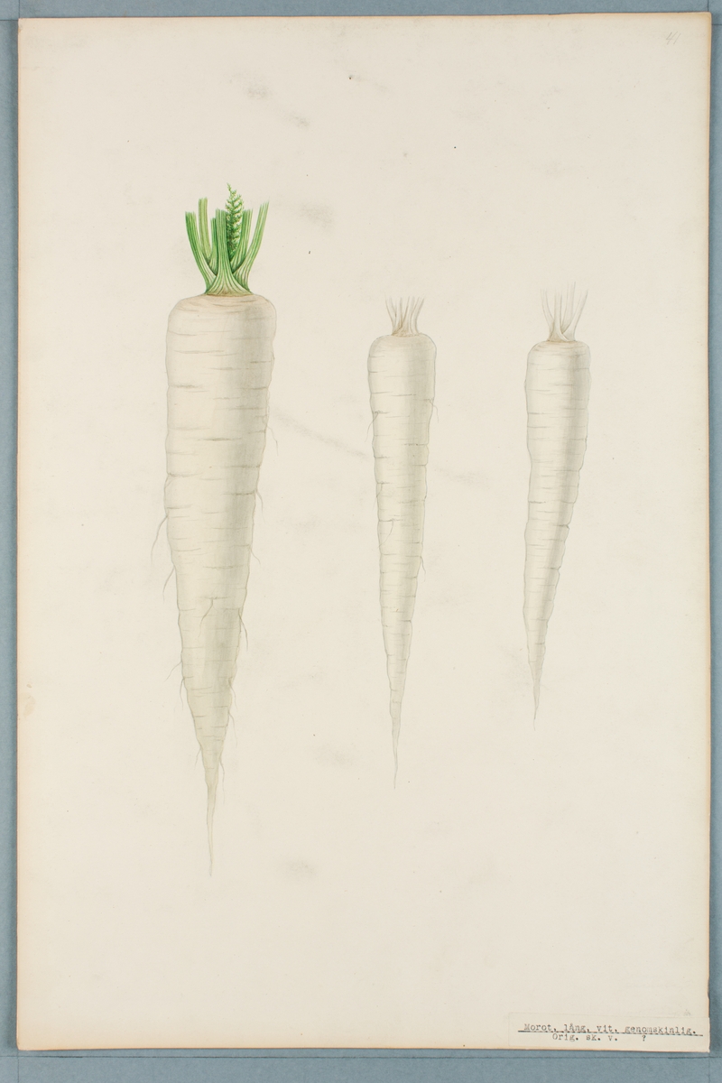 Sveriges kulturväxter. Illustration utförd av Henriette Sjöberg. Morot ...