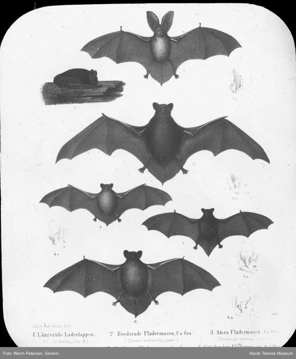 Mammalia, Pattedyr - Choroptera, flaggermus - Norsk Teknisk Museum ...