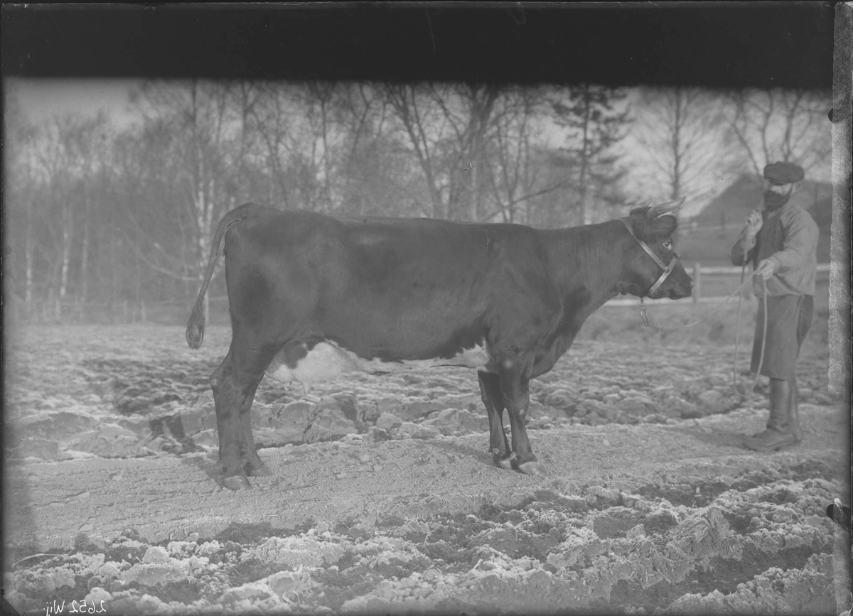 Boskap på Hamre gård i Badelunda - Västerås Stadsarkiv / DigitaltMuseum