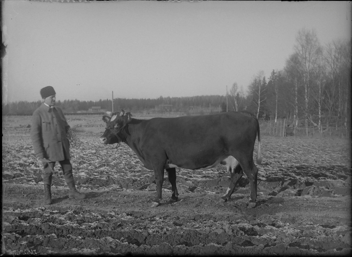Boskap på Hamre gård i Badelunda - Västerås Stadsarkiv / DigitaltMuseum