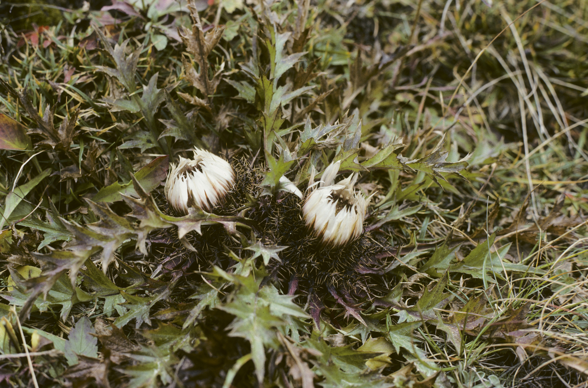 Tatra nasjonalpark, Polen. - Arkeologisk museum, Universitetet i ...