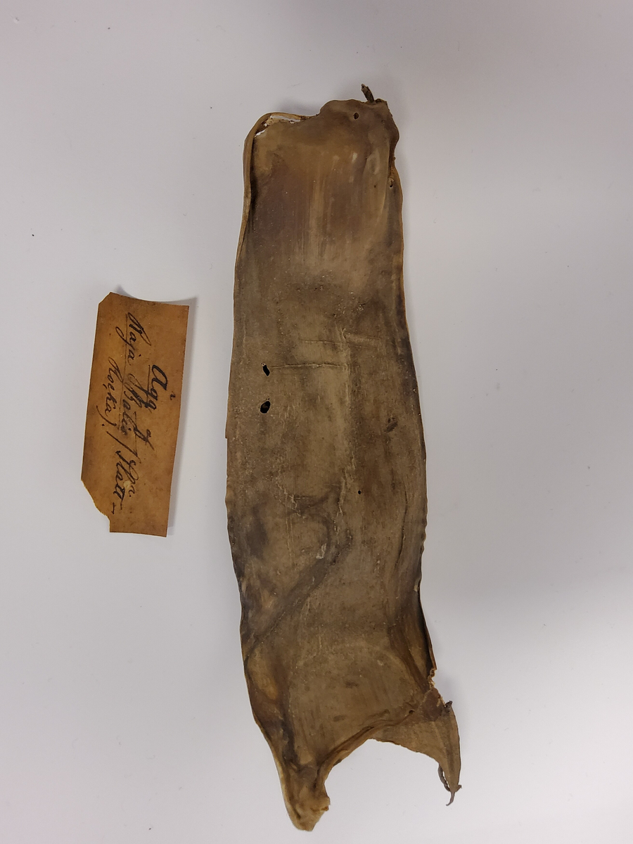 Hajfiskar - Västergötlands museum / DigitaltMuseum