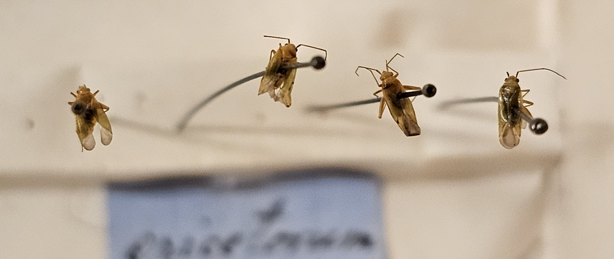 INSEKT - Vänersborgs museum / DigitaltMuseum