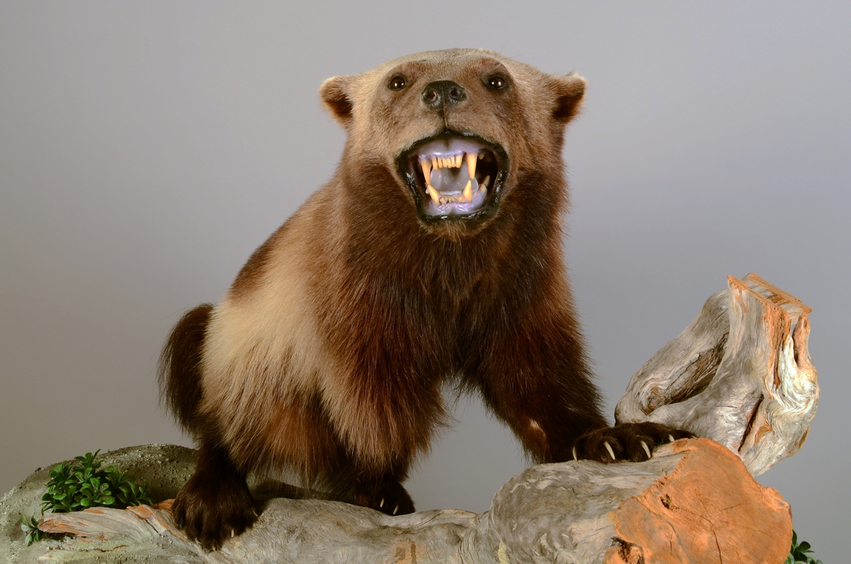 Jerv - Nordfjord Folkemuseum / DigitaltMuseum