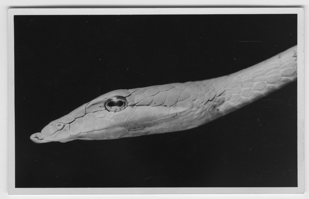 Dryophis mycterizans - Göteborgs Naturhistoriska Museum / DigitaltMuseum