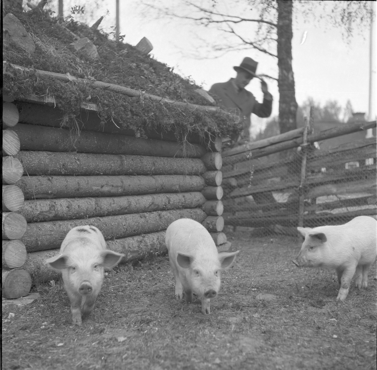 Furuviksparken invigdes pingstdagen 1936. Nöjesfältet, badplatsen ...