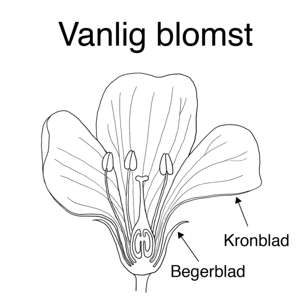 Tysbast - Domkirkeodden