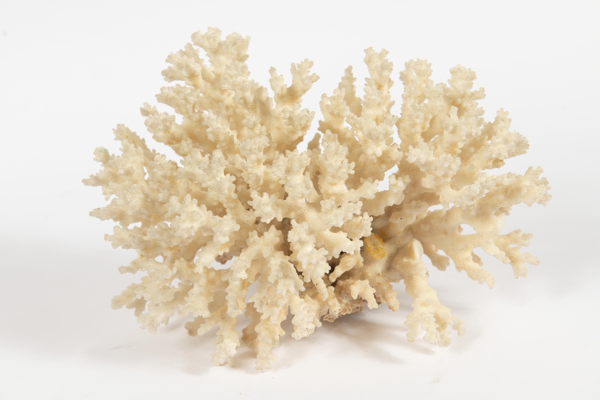Korall - Sjöhistoriska museet / DigitaltMuseum