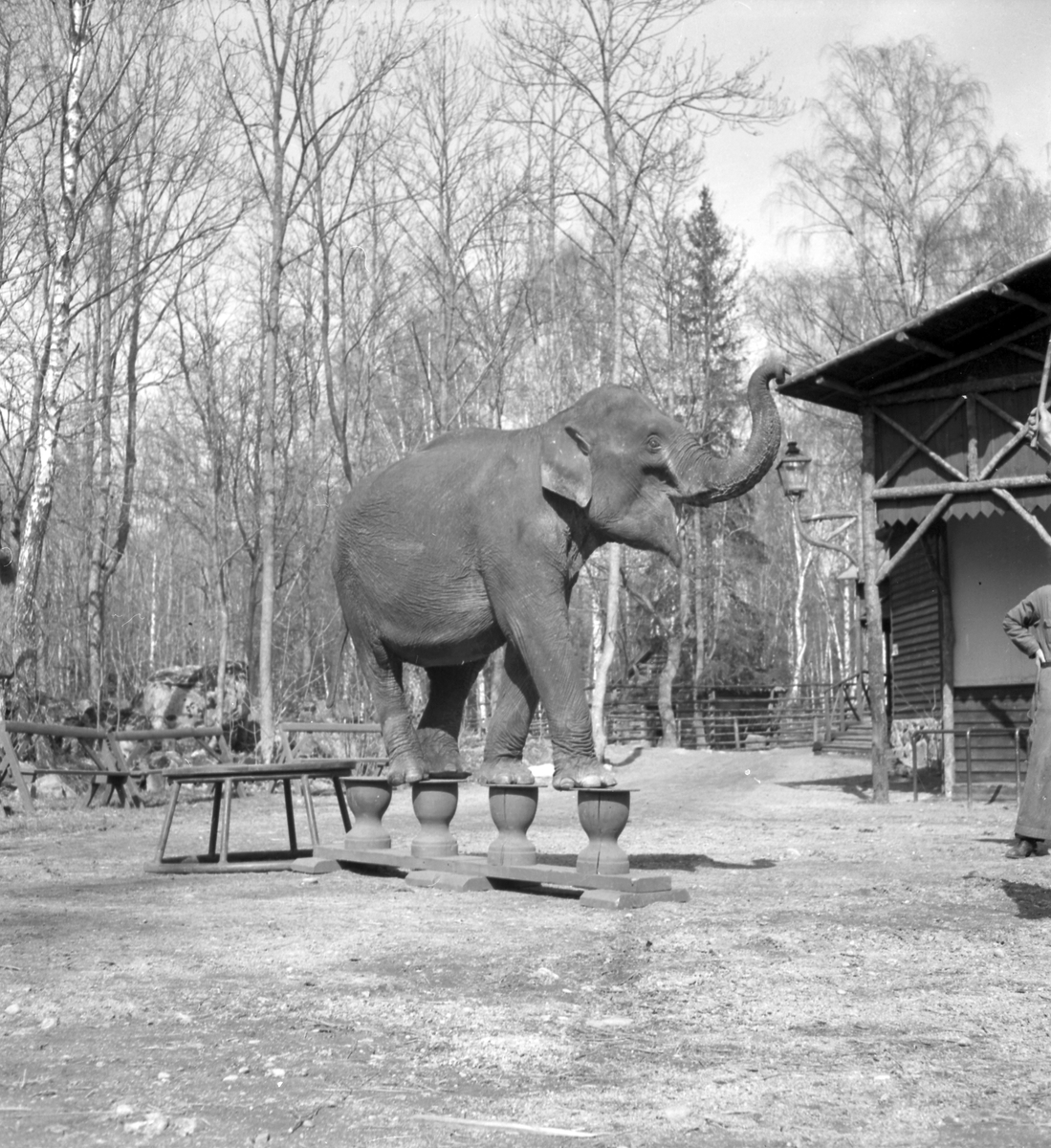 Furuviksparken. En man som dresserar en elefant att stå på träklossar ...