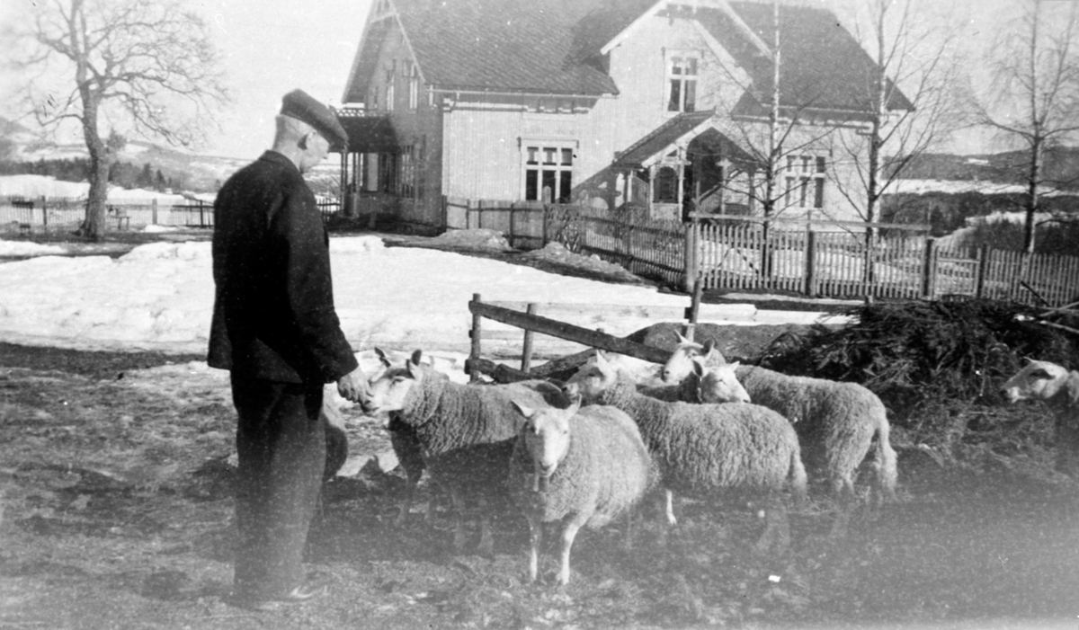Ole Jevne med sauer foran hovedbygningen på Leine østre, Ringsaker ...