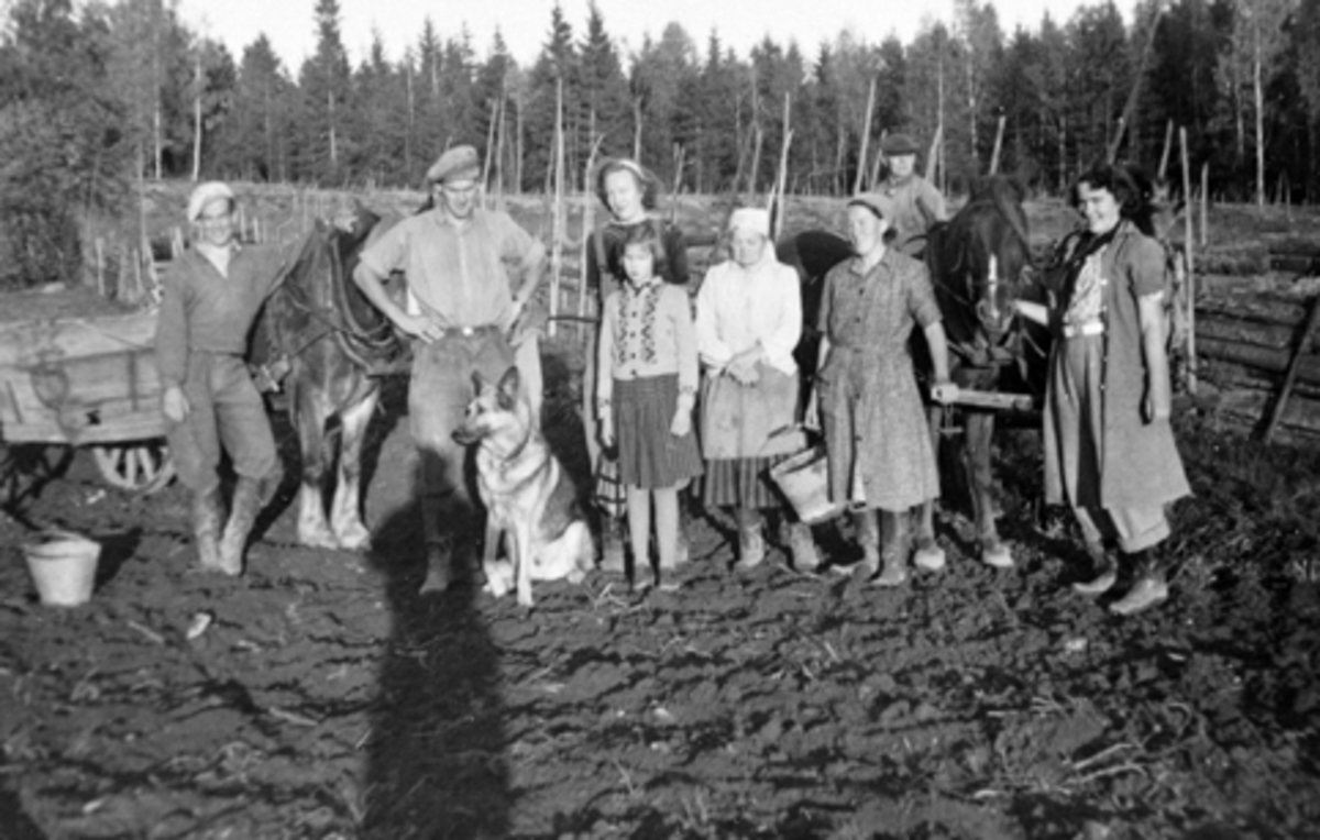 Potetonn i Høgsvea, Furnes, Ringsaker. Fra venstre er Johs. Kvernvolden ...