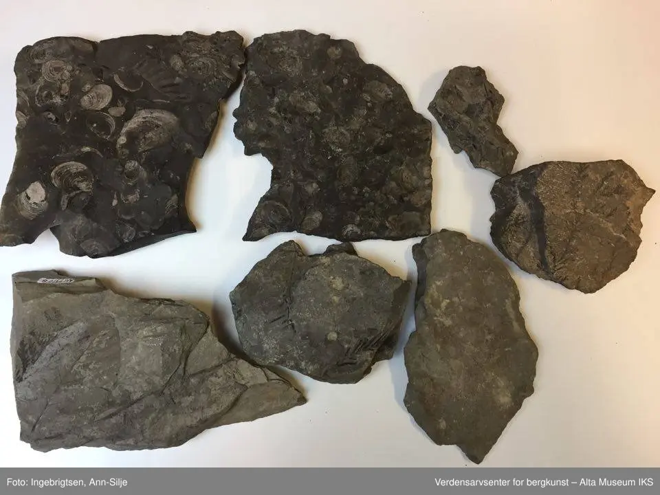 Fossiler fra Svalbard - Verdensarvsenter for bergkunst – Alta Museum ...