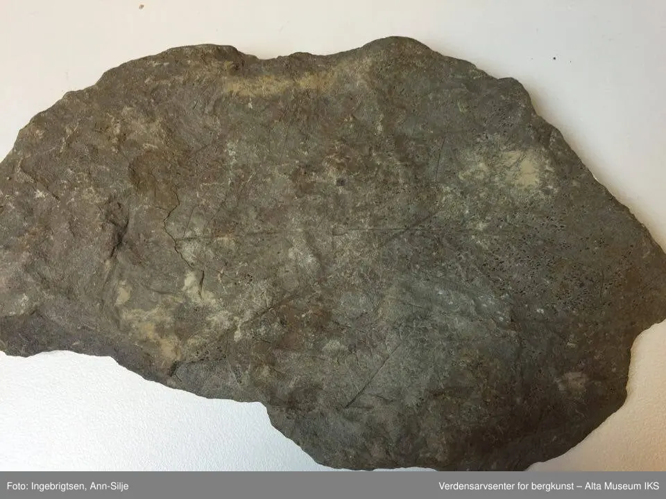 Fossiler fra Svalbard - Verdensarvsenter for bergkunst – Alta Museum ...