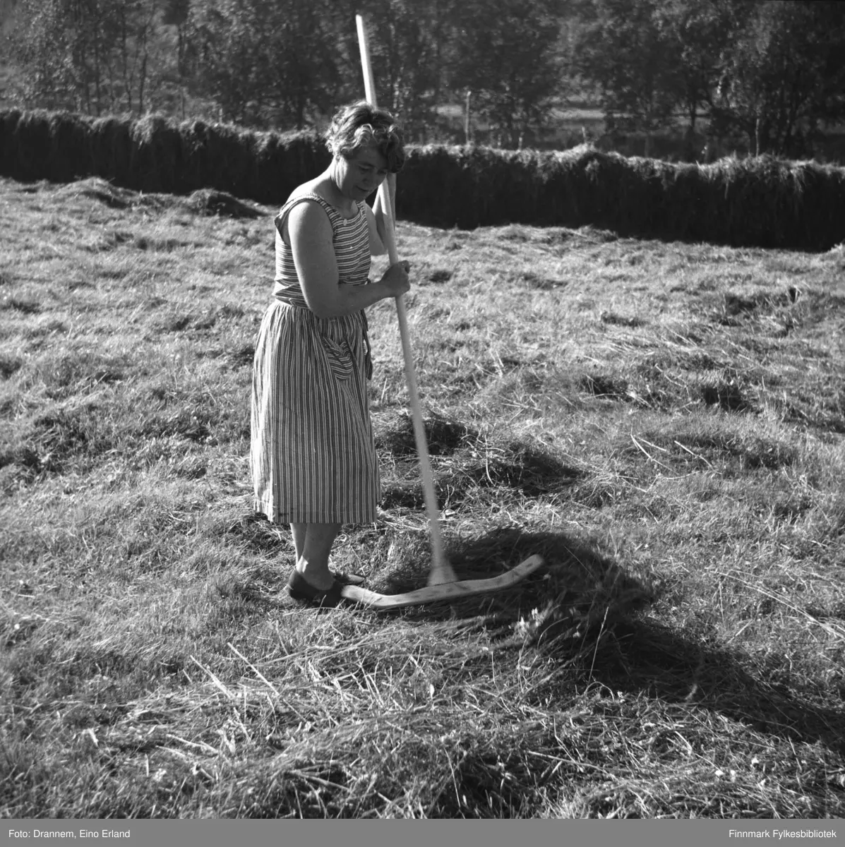 Sonja Lappalainen ute på et jorde og raker høy. - Finnmark ...