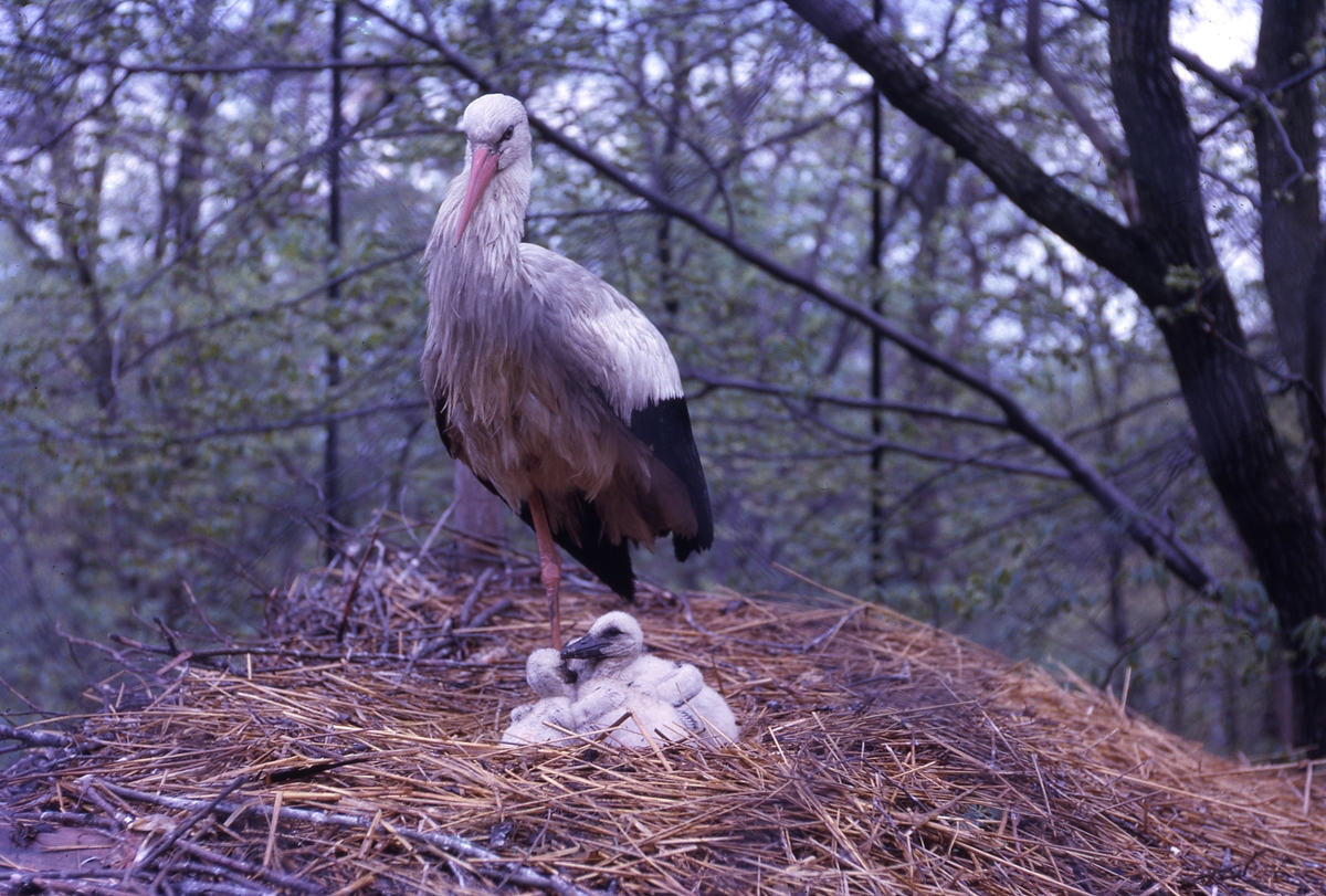Furuviks djurpark. - Länsmuseet Gävleborg / DigitaltMuseum
