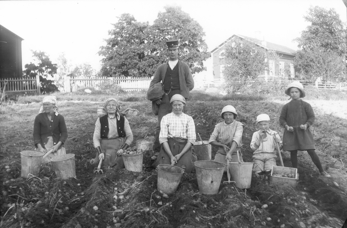 Potatisupptagning på "Hampgärdet" vid Per-Jöns. Från vänster: okänd ...