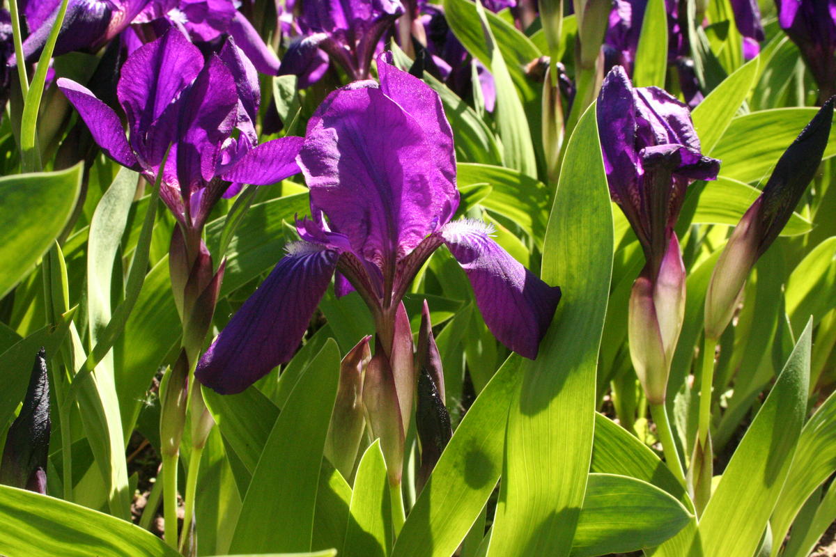 Iris aphylla - Gamle Hvam museum