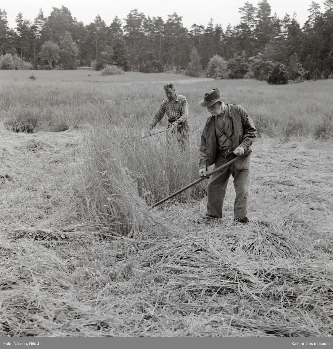 Karl August Karlsson och sonen John på slåtter. - Kalmar läns museum / DigitaltMuseum