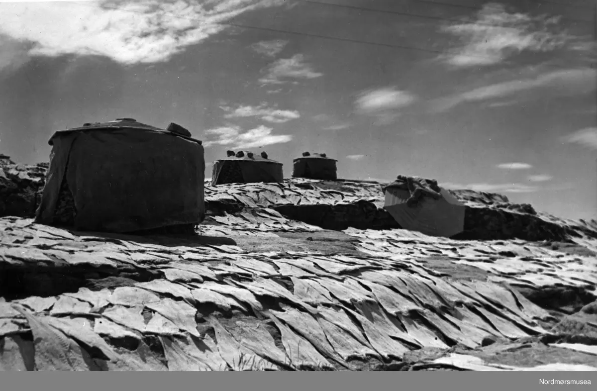 Klippfisk tørkes på berg i Kristiansund, første halvdel av 1900-tallet ...