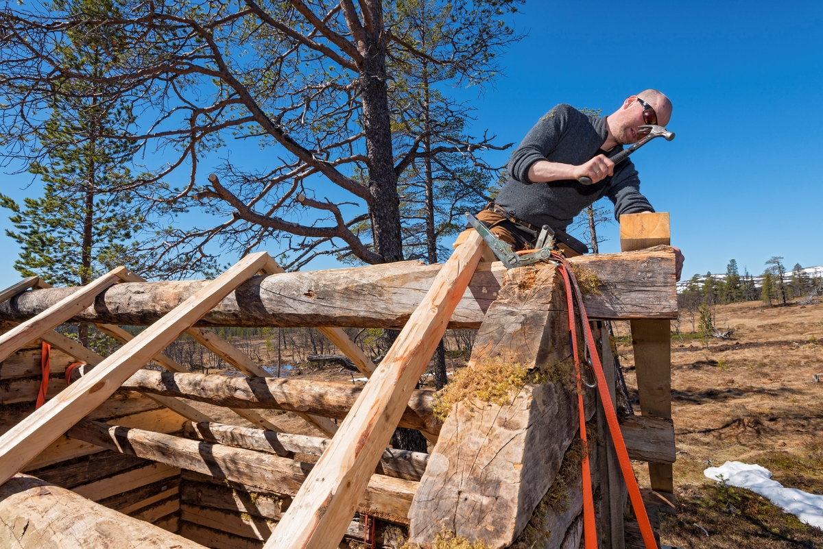Arbeid med å sette opp buret på Daniel Mortenssons vinterboplass ved ...