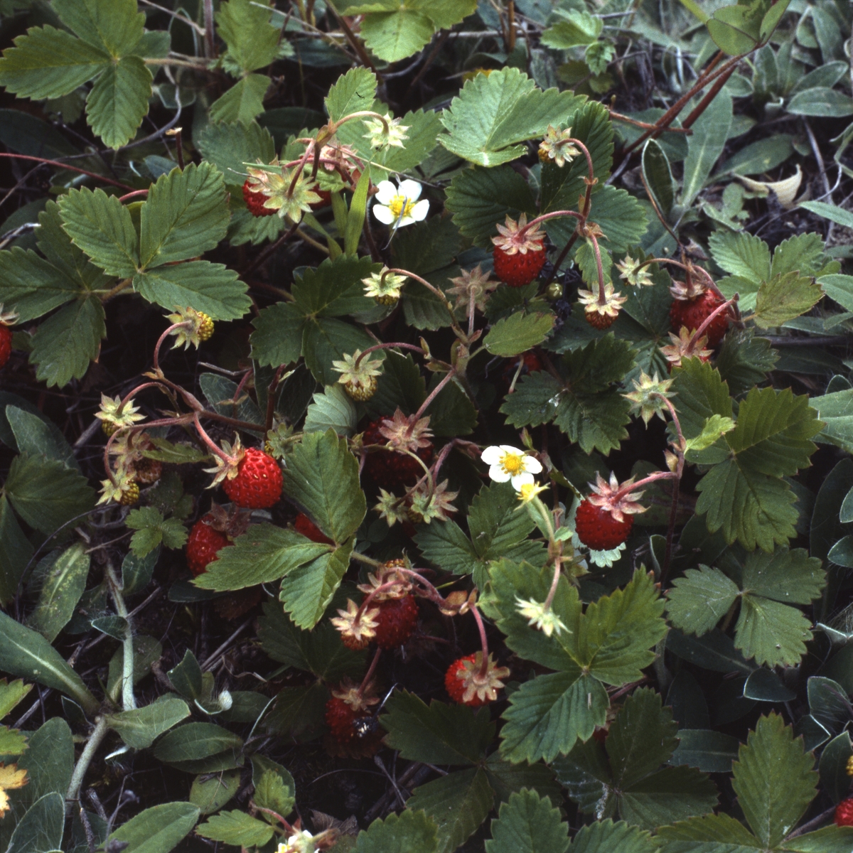 Smultron juni 1984. - Hälsinglands Museum / DigitaltMuseum