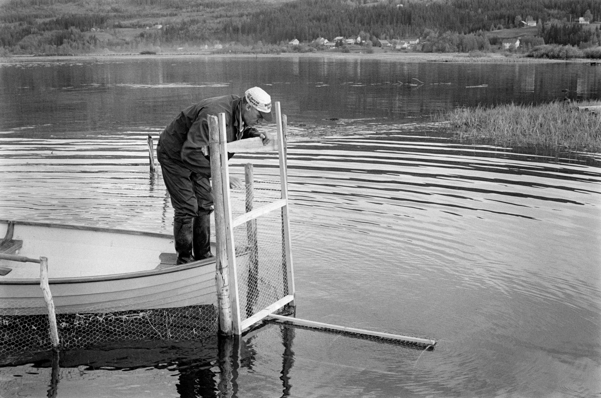 Odd Lundby, Odnes fisker gjedde med mjæl ved Dokkas utløp i ...