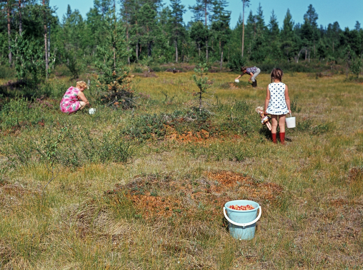 Bærsanking i Elverum sommeren 1968. Fotografiet er tatt i utkanten av ...