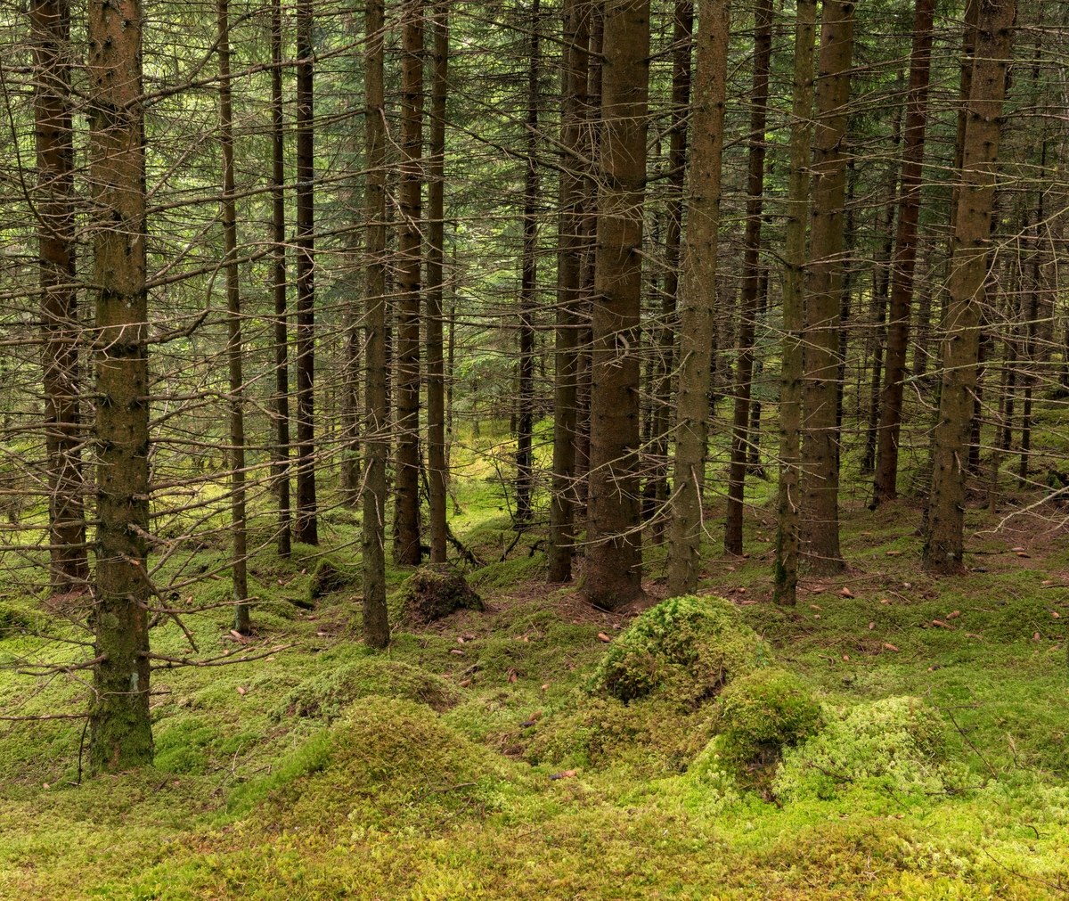 Utynnet, plantet granskog ved Valåker i Utvik, som ligger i Stryn ...