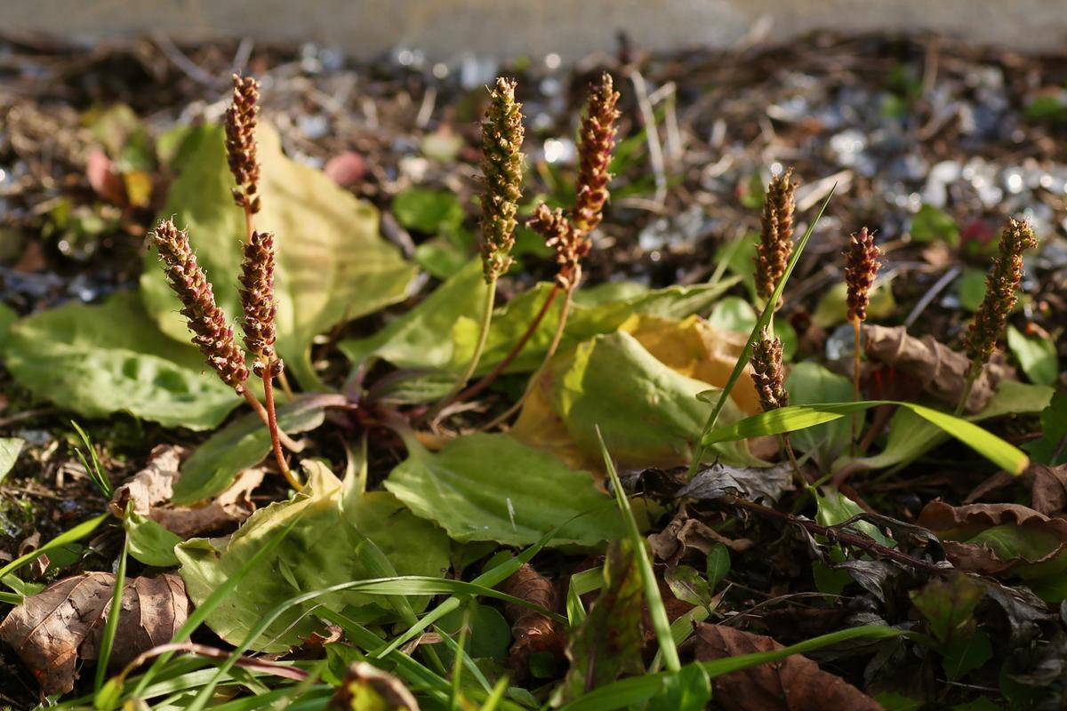 Groblad - Domkirkeodden