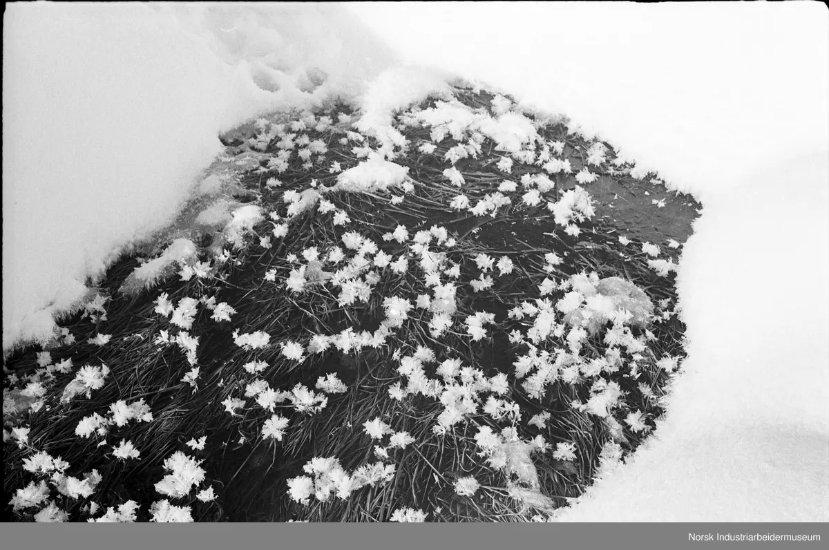 Vannhull i snøen, en myr eller bekk. Snøkrystaller. - Norsk ...