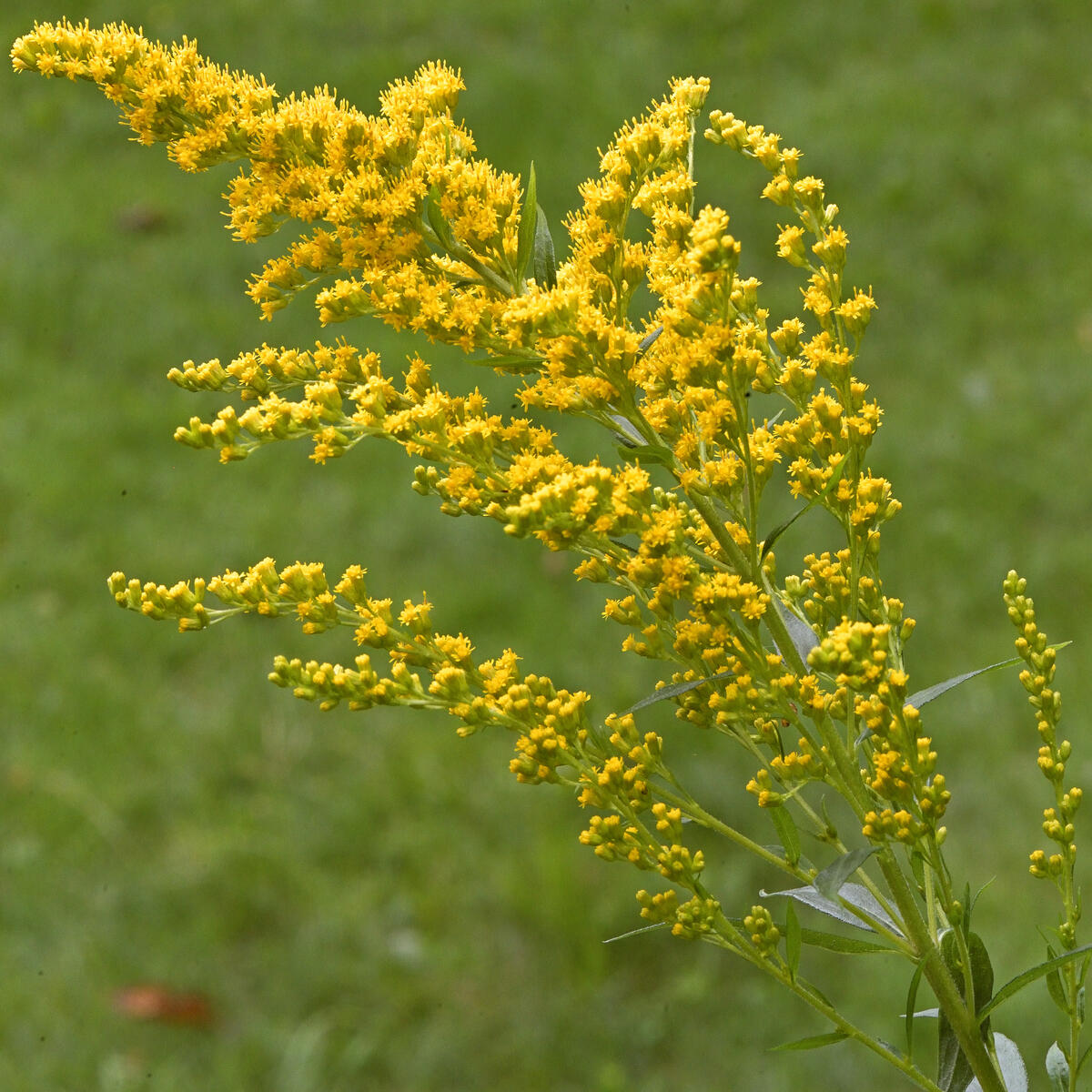Gullris - Kanadagullris - Asker museum