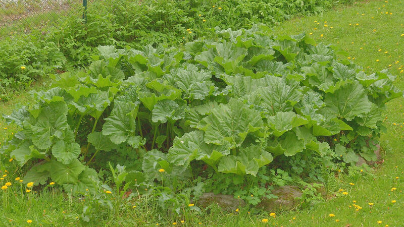 Rabarbra - Asker museum