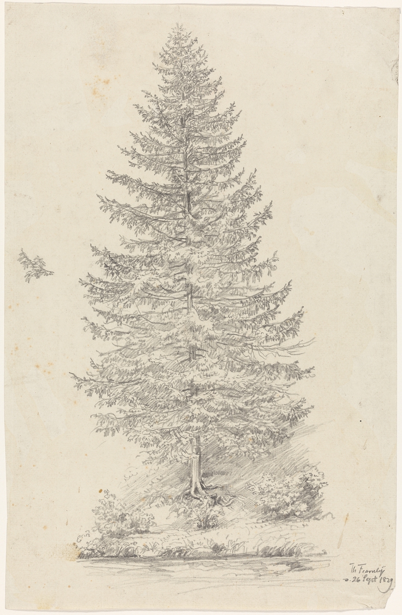 Gran [Tegning] - Nasjonalmuseet, billedkunstsamlingene / DigitaltMuseum