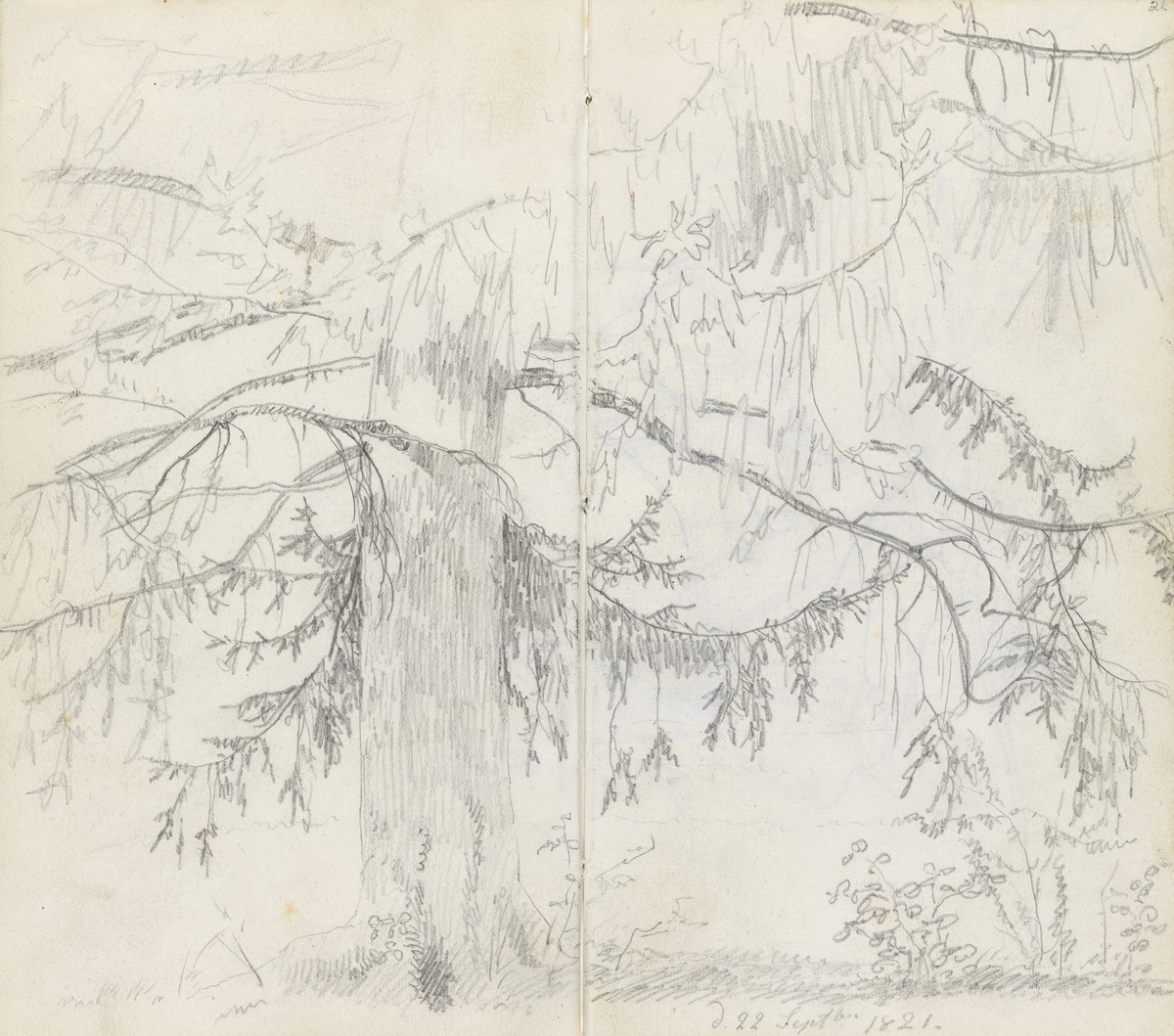 Del av grantre [Tegning] - Nasjonalmuseet, billedkunstsamlingene ...