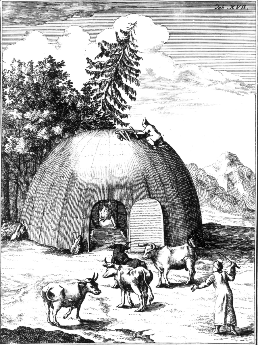 Tegning fra 1767 av samisk husdyrhold. En gjeter med Kuer foran en ...